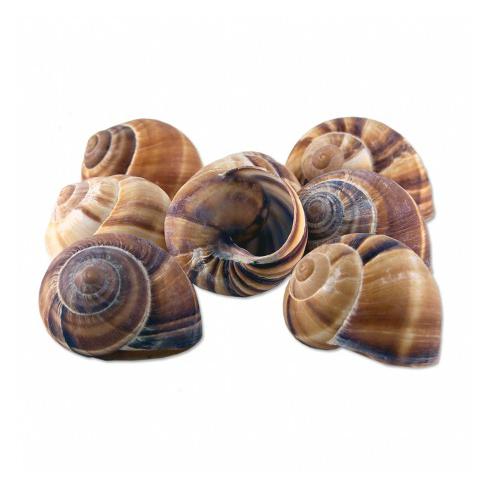 Extra Large Snail Shells|NTFOODS
